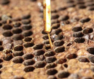 Getting Started - Queensland Beekeepers