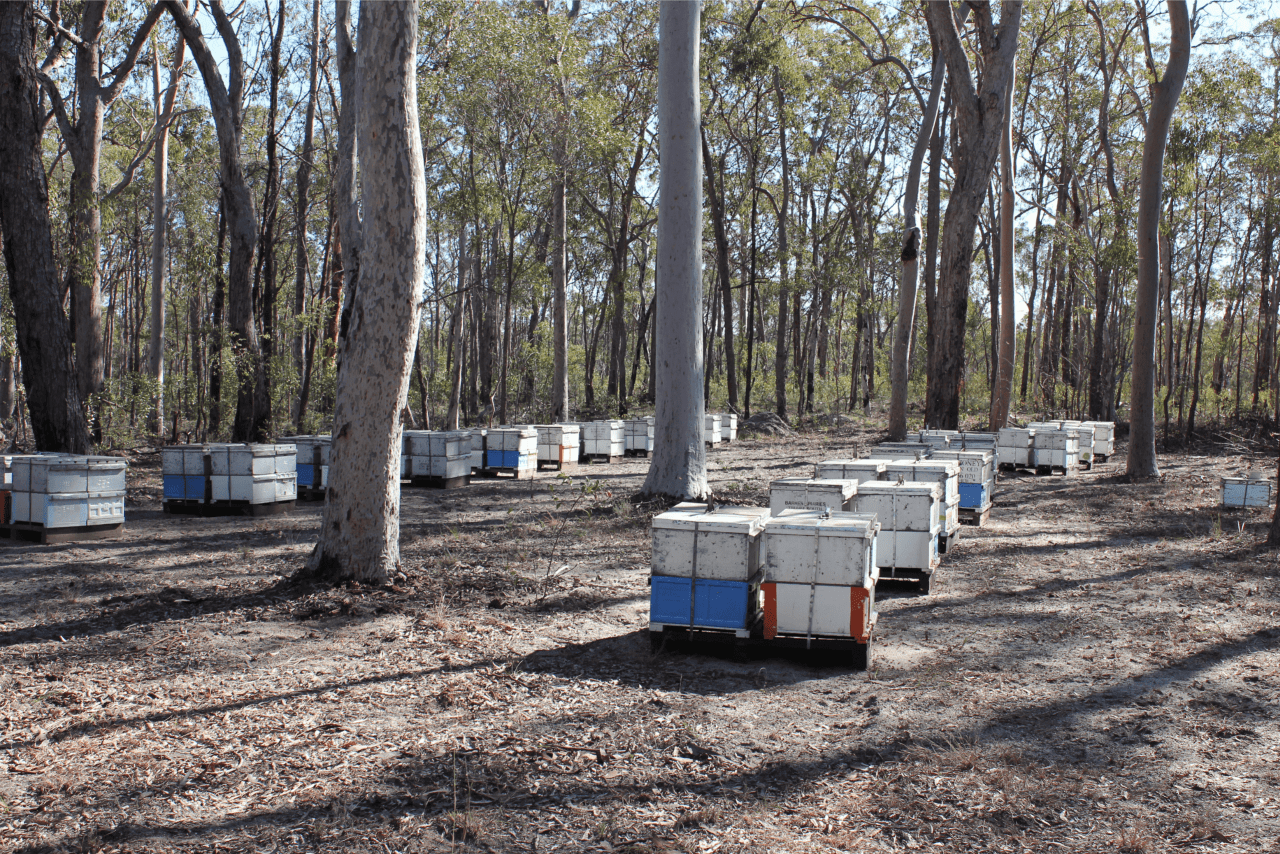 Education - Queensland Beekeepers