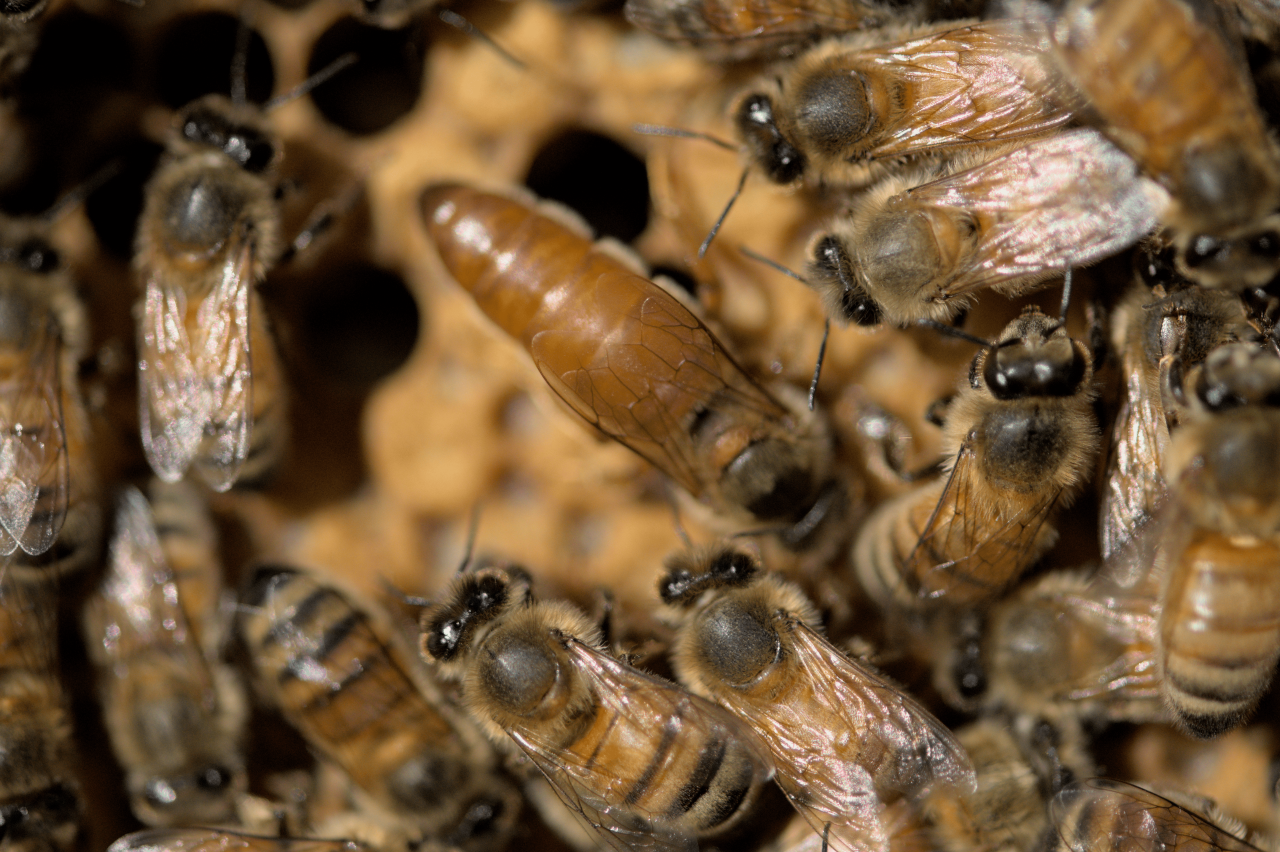 Education - Queensland Beekeepers