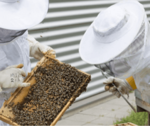 Getting Started - Queensland Beekeepers