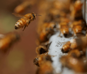 Getting Started - Queensland Beekeepers